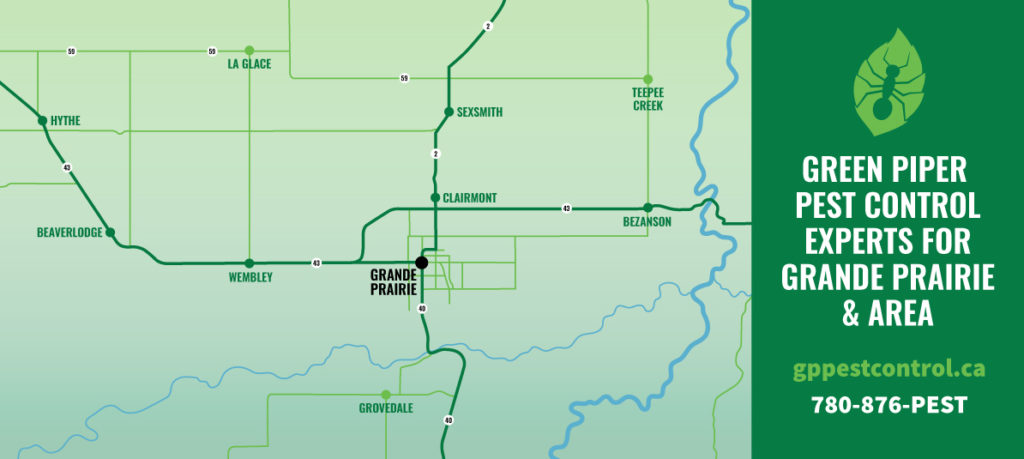 Ants - Green Piper Pest Control - Grande Prairie
