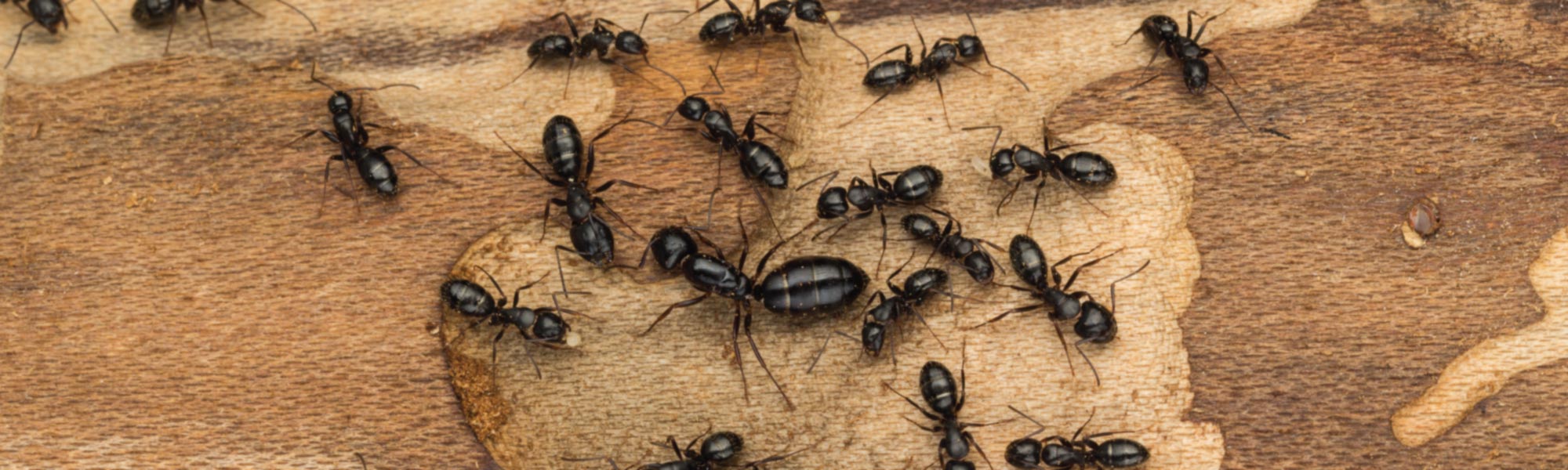 Ants - Green Piper Pest Control - Grande Prairie