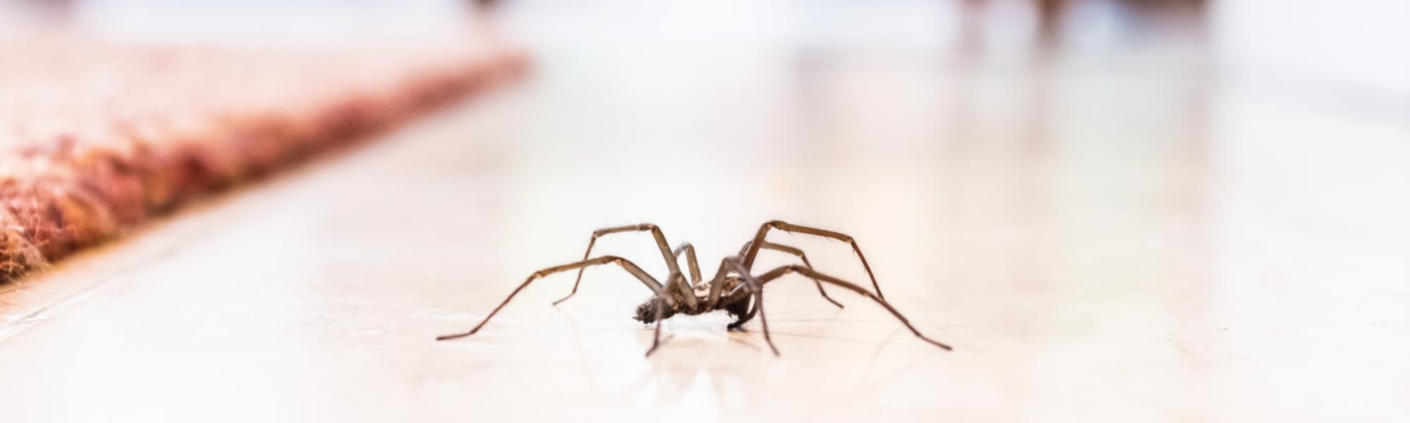Spiders - Green Piper Pest Control - Grande Prairie